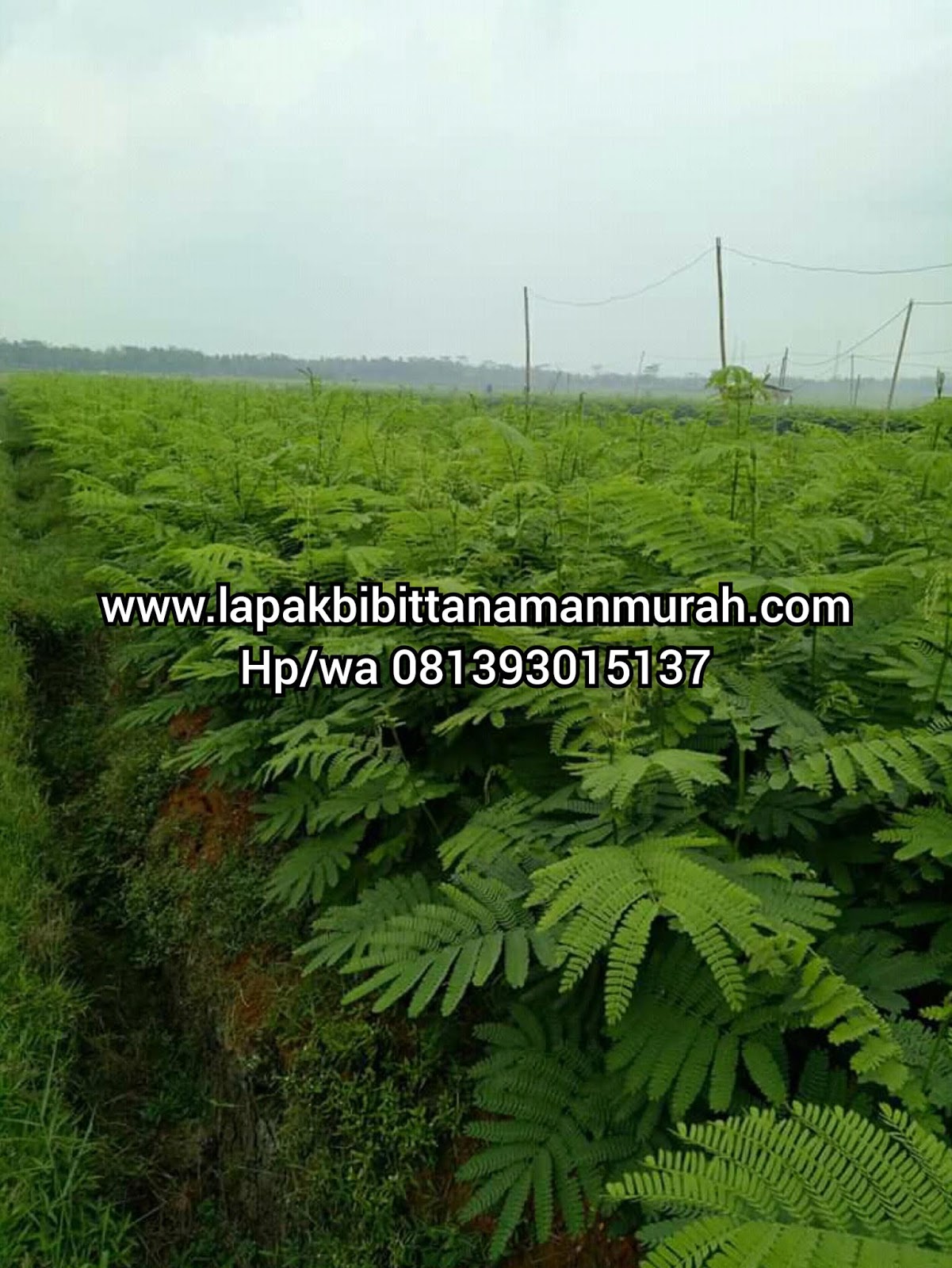 jual bibit sengon solomon.sengon laut.bibit durian,bibit alpukat.bibi ...