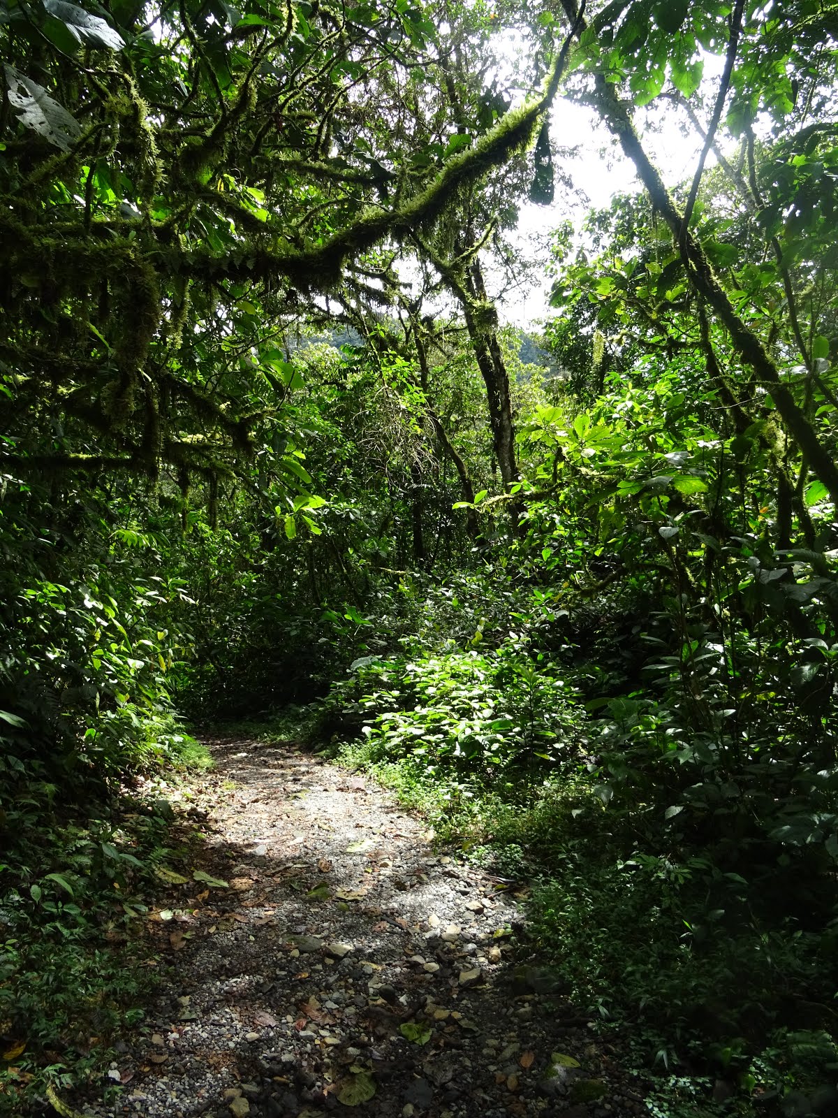 Ecuador - A Year Amongst the Clouds: San Rafael's fall and hiking in ...