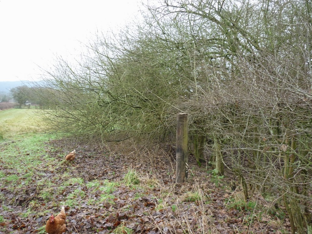 An English Homestead: Sally Tree