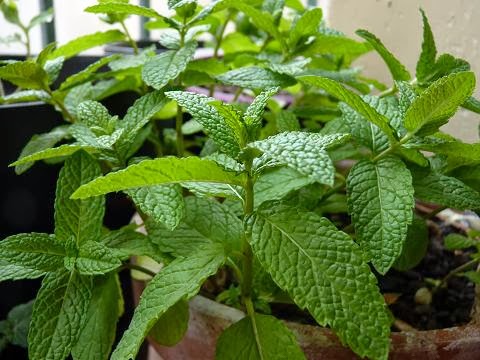 ARTE Y JARDINERÍA : HIERBABUENA. Mentha sativa