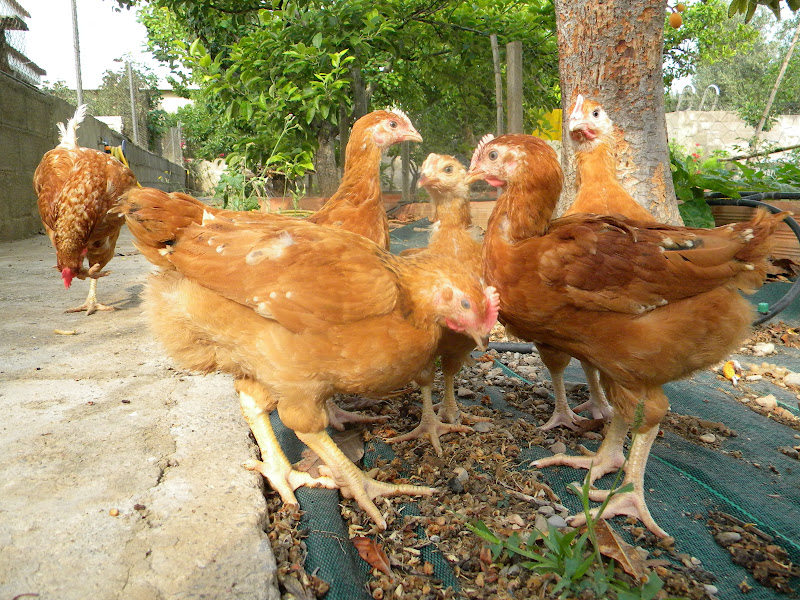 El Huerto de Tatay: Adaptación de los pollos