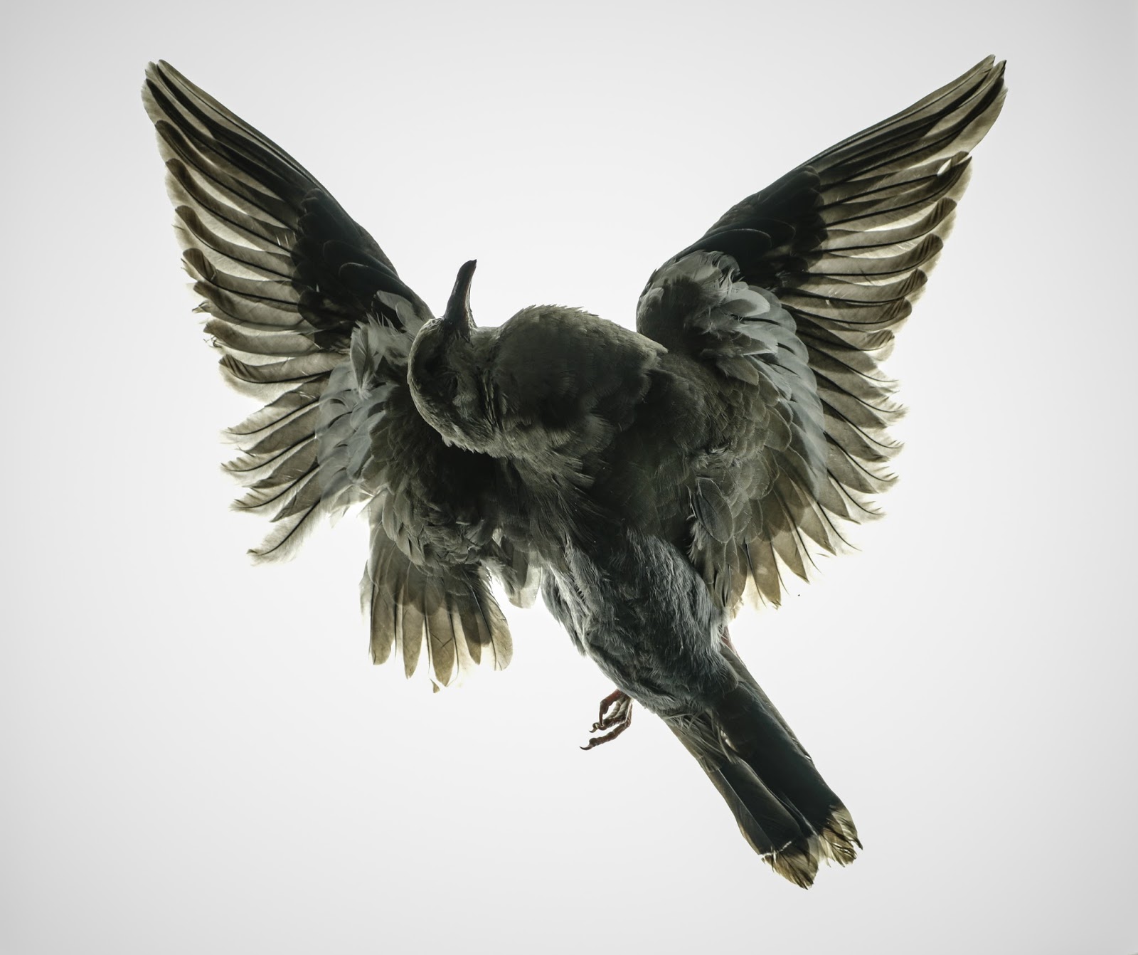 A V A T A R: Paloma Muerta