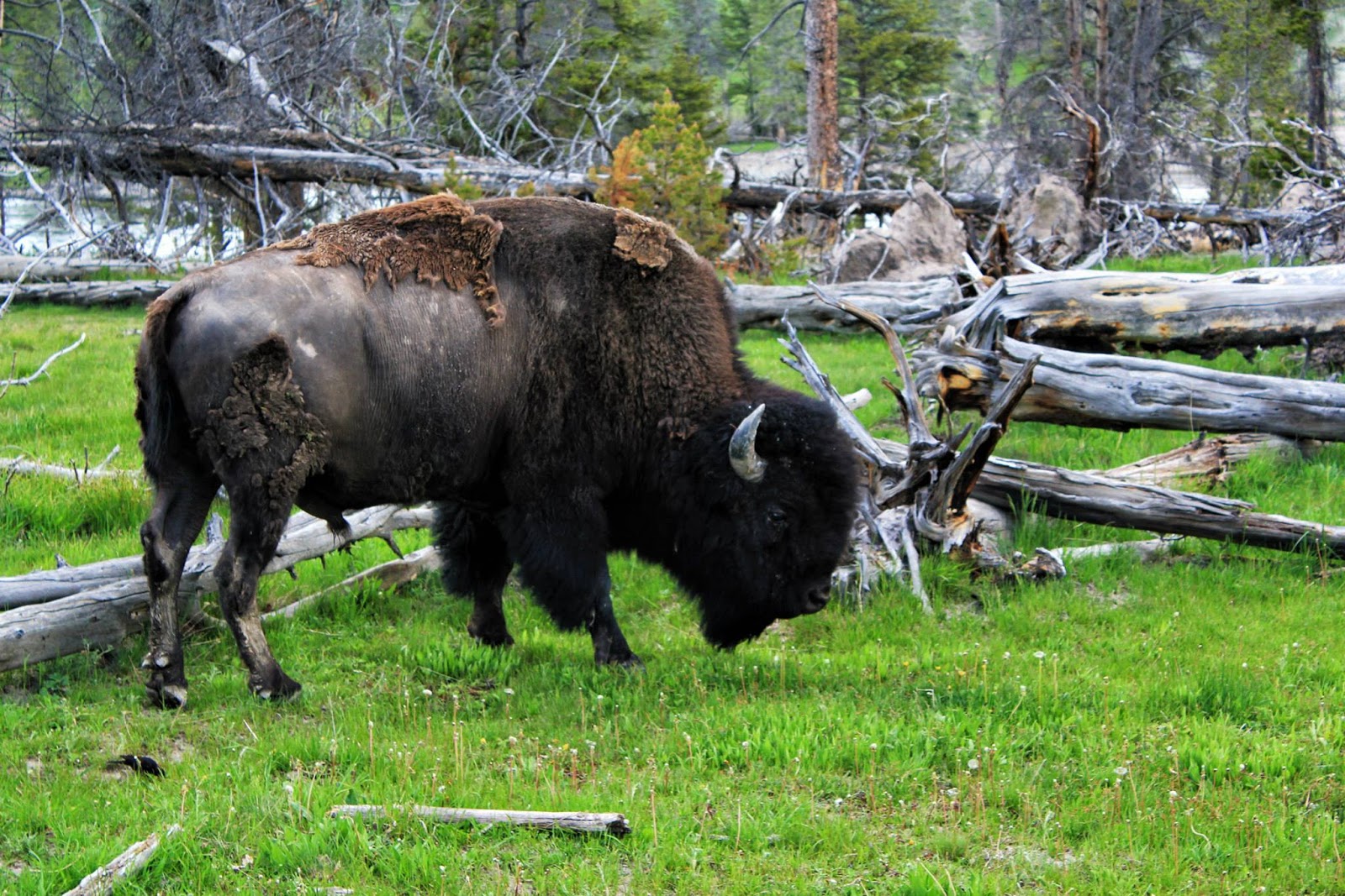 Congratulations to our New, Delicious, National Mammal: The Buffalo ...