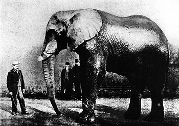 CURIOUS ORIGIN OF SOME ENGLISH WORDS|TEACHER'S BOOK