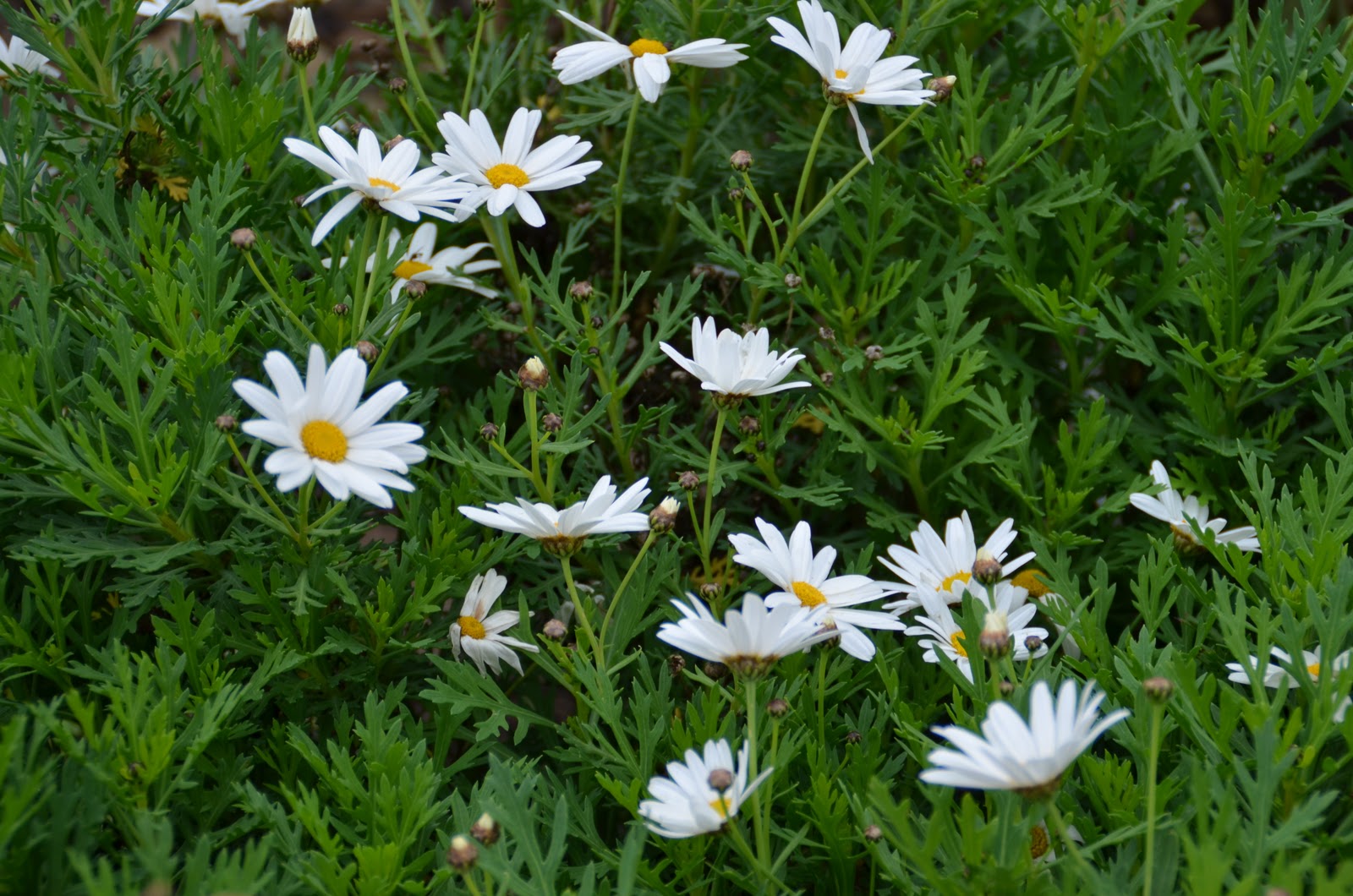 Jurnal de gradina: Flori albe