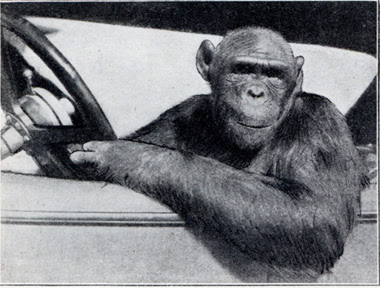 Calvin's Canadian Cave of Coolness: Monkey's Driving Buses Now?? That ...