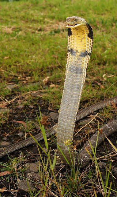 Ular Asli Indonesia: Ular Anang (Ophiophagus hannah)