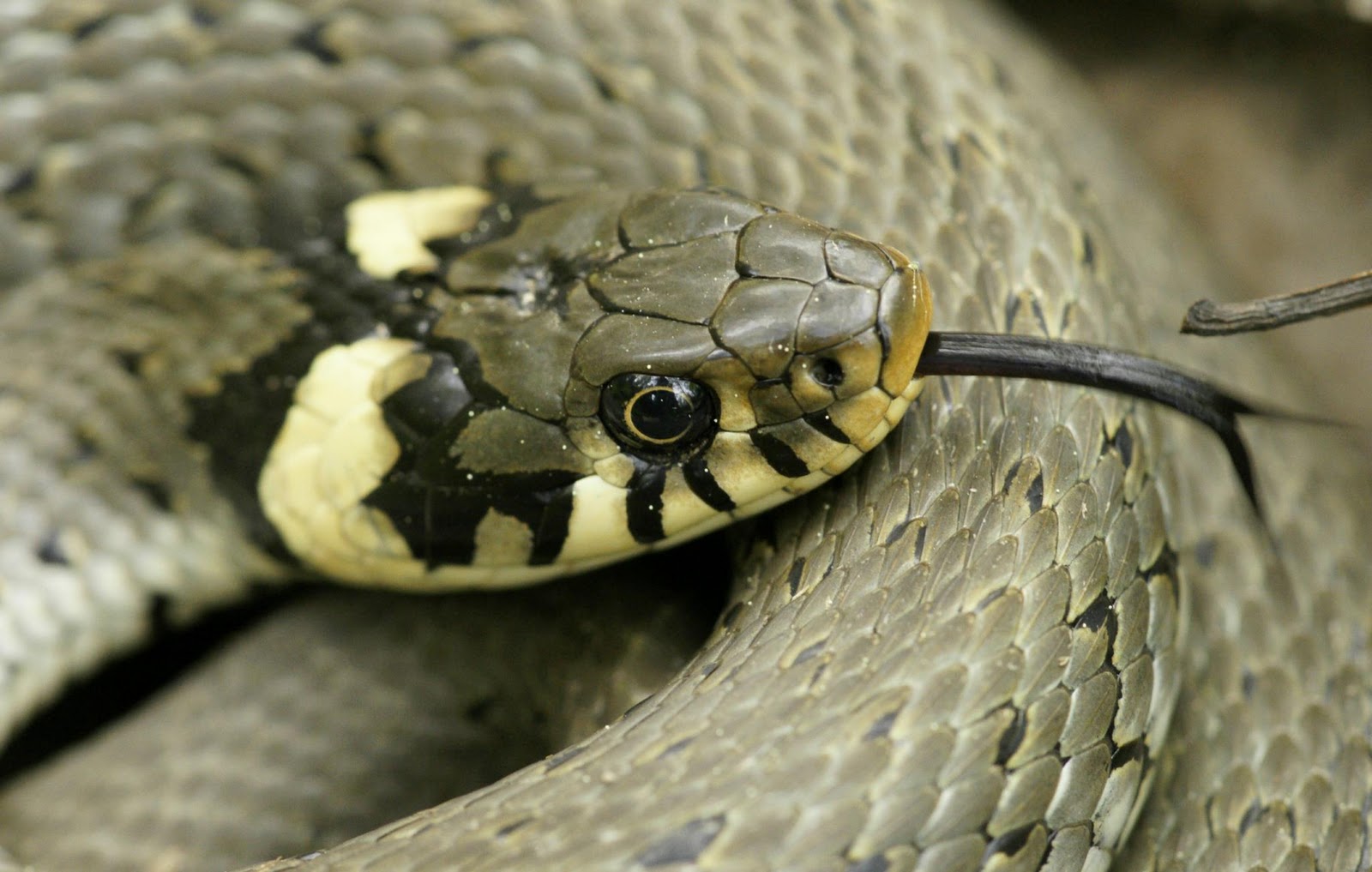 SERPIENTES DE GALICIA: Natrix Natrix / Cobra de Collar