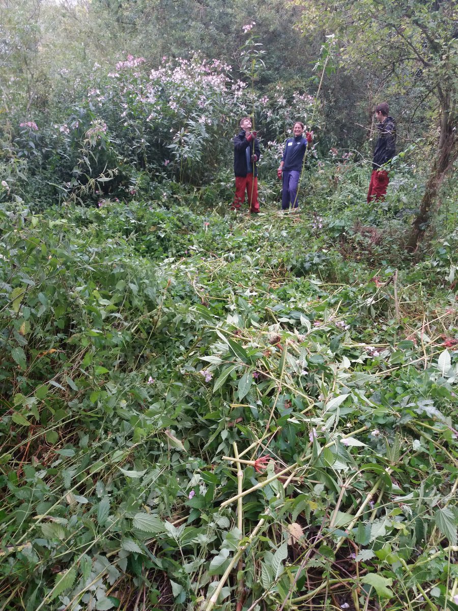 Preston Montford Field Centre: Himalayan Balsam Bashing