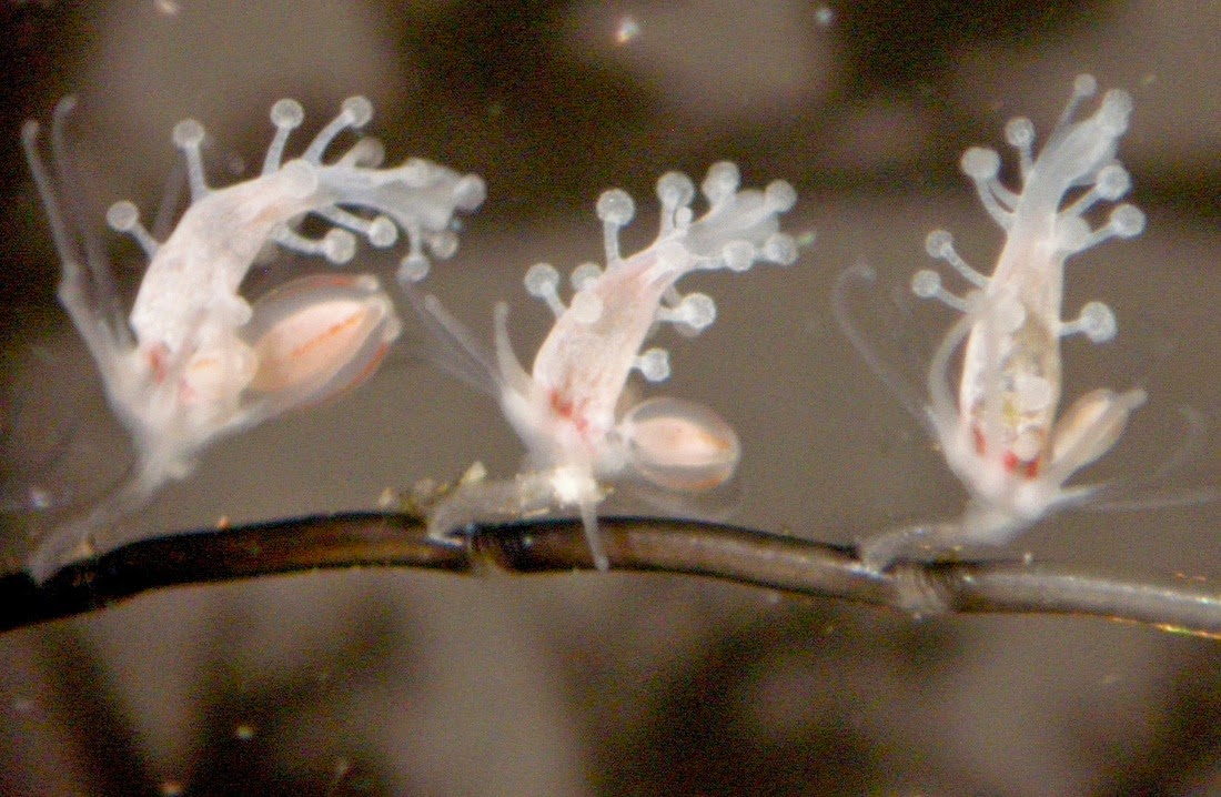 Rafael Microfauna Marina: Pennaria disticha (Cnidarios: Hidrozoo)