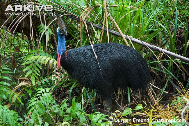 Hewan Unggas - Kasuari | Khusus Dewasa