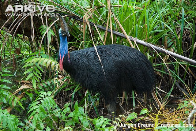 Hewan Unggas - Kasuari | Susanto Wisata
