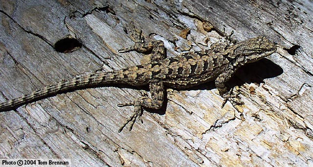 Forever Home Donkey Rescue