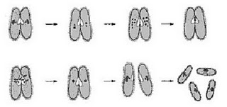 2. Metagenesis, yaitu cara reproduksi yang saling bergantian antara ...
