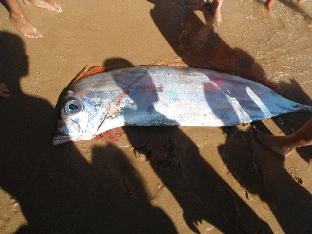 Oceanus Atlanticus: Trachipterus jacksonensis