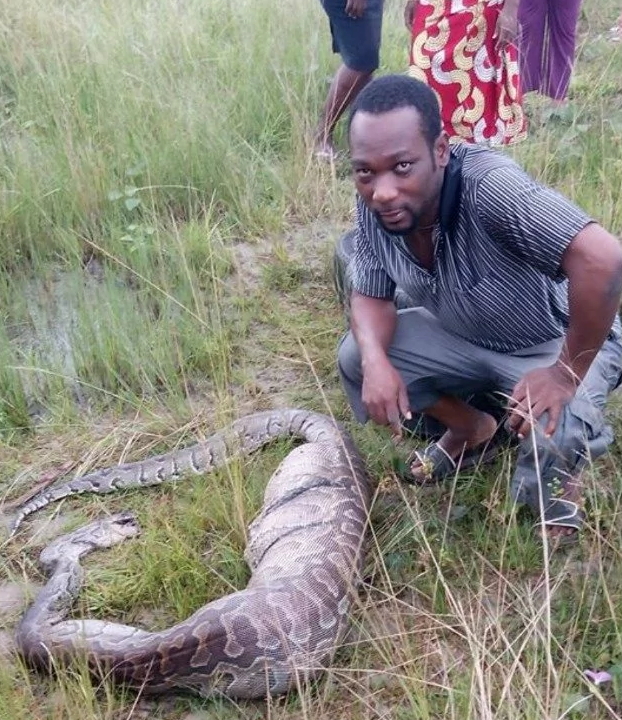 Photos: Python Snake Dies After Swallowing A Dog In Warri Delta State ...