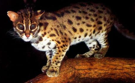 Mengenal Kucing Blacan - KUCING INDO