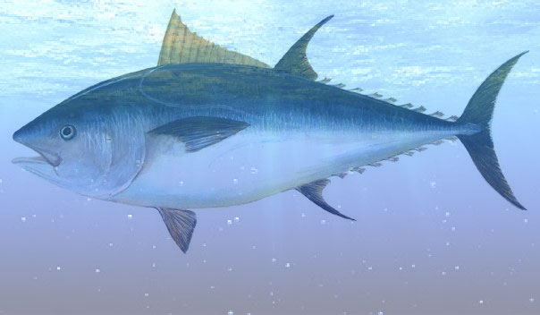 Layanan dan Jasa Percetakan: Jenis Ikan Tuna dan Kandungan Protein Ikan ...