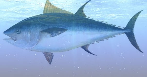 Layanan dan Jasa Percetakan: Jenis Ikan Tuna dan Kandungan Protein Ikan ...