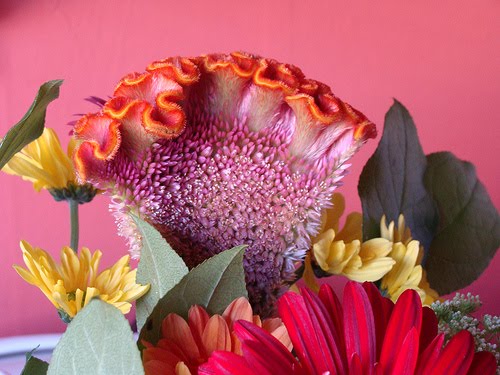 BEAUTIFUL FLOWERS: Celosia Flowers - Pictures & Meanings