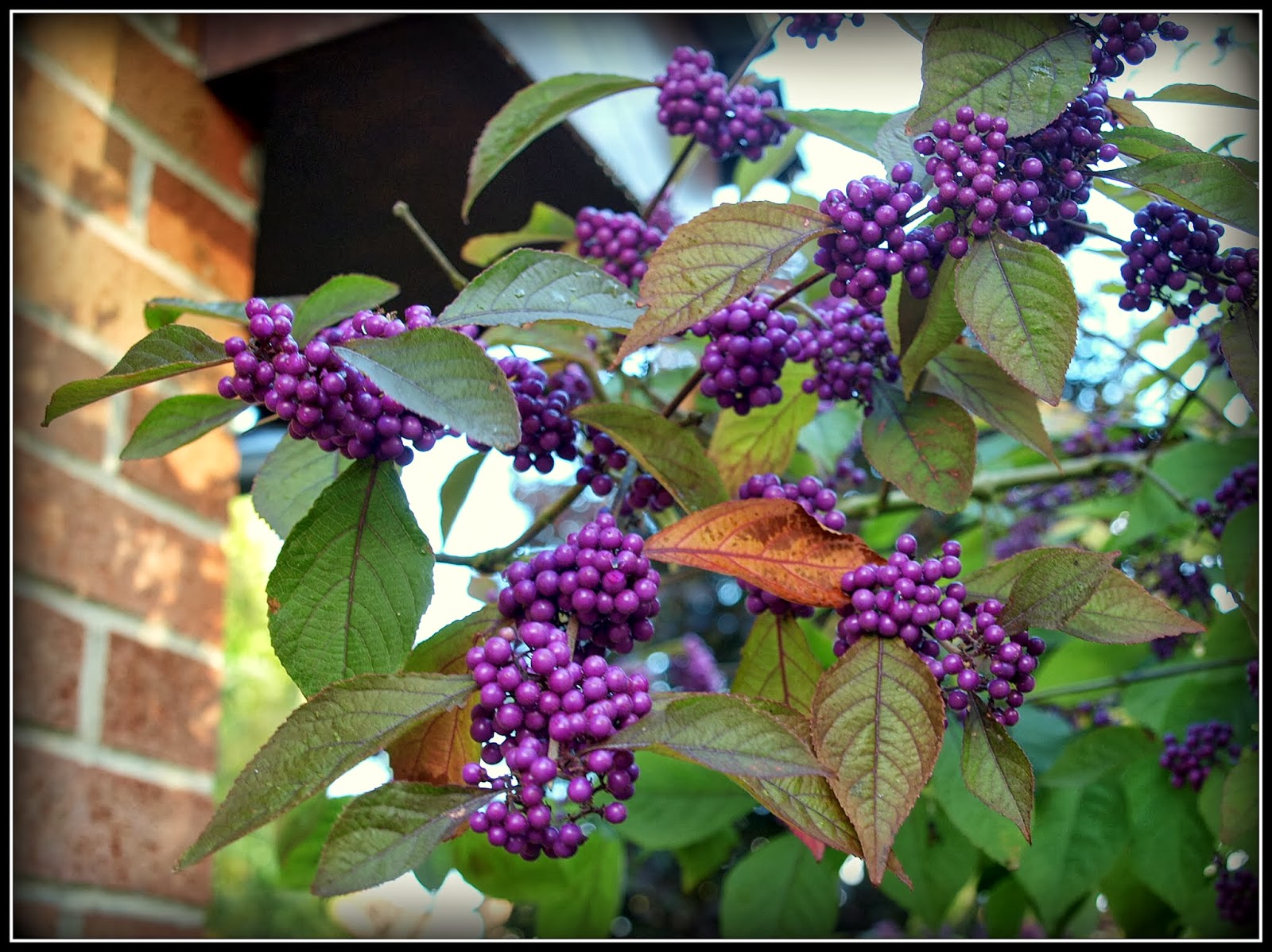 Mark's Veg Plot: Callicarpa