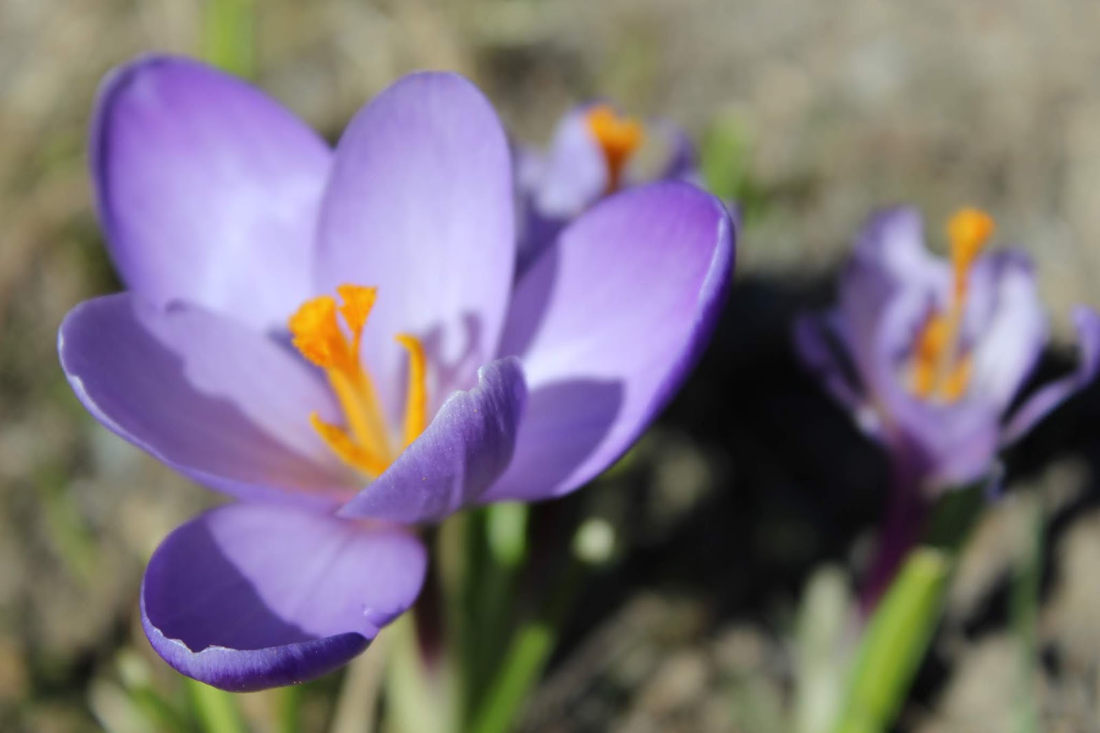 Kukka - A flower / KAHDEN TALON VÄKEÄ