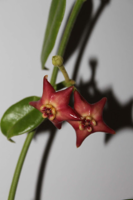 Hoyapassion: Hoya affinis . Śpieszmy się kochać ludzi...