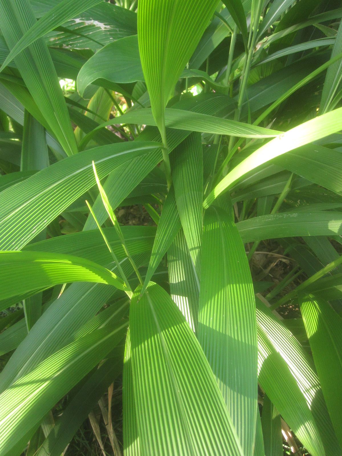 Garden Wink: MALAYSIAN PALM GRASS LOVES TEXAS