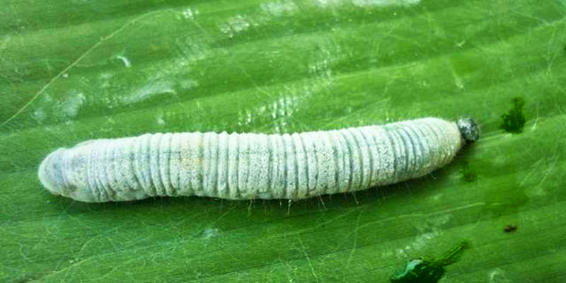 Makanan Angkrang Untuk Menghasilkan Kroto yang Berkualitas Menghasilkan ...