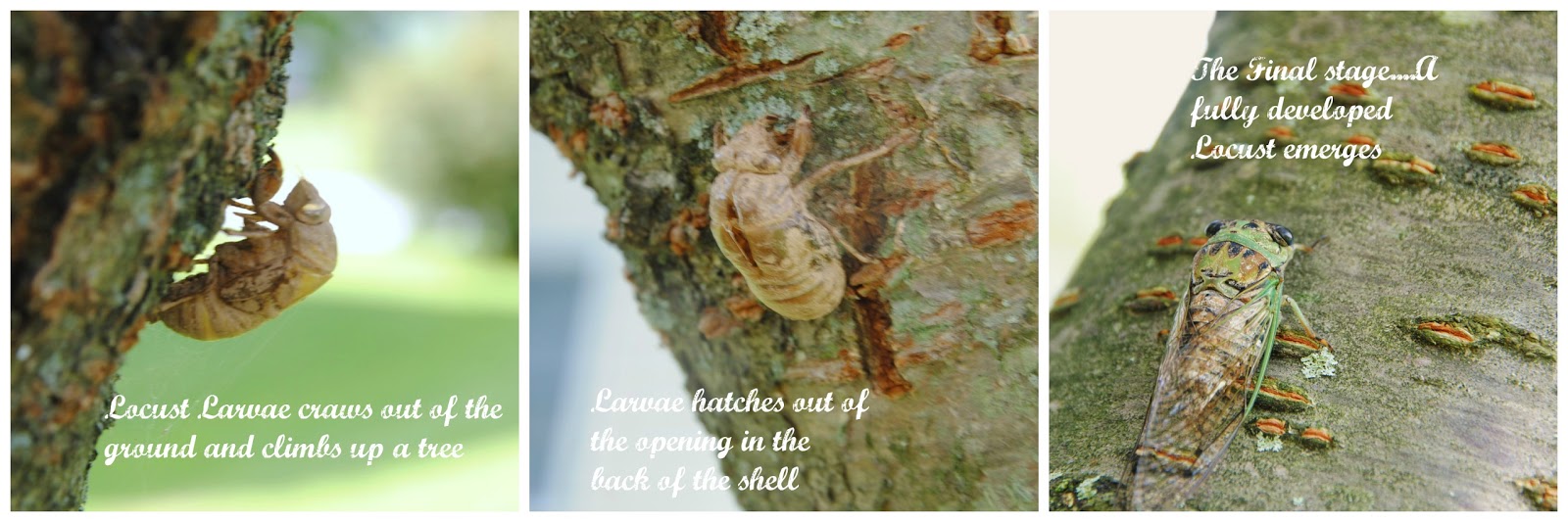 Life According to Jan and Jer: Metamorphosis of a Locust