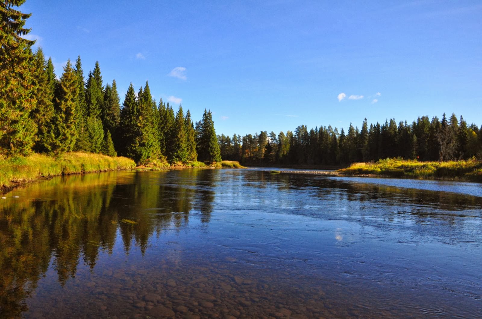 KNUFF!!: vakantie in Zweden - in de bossen
