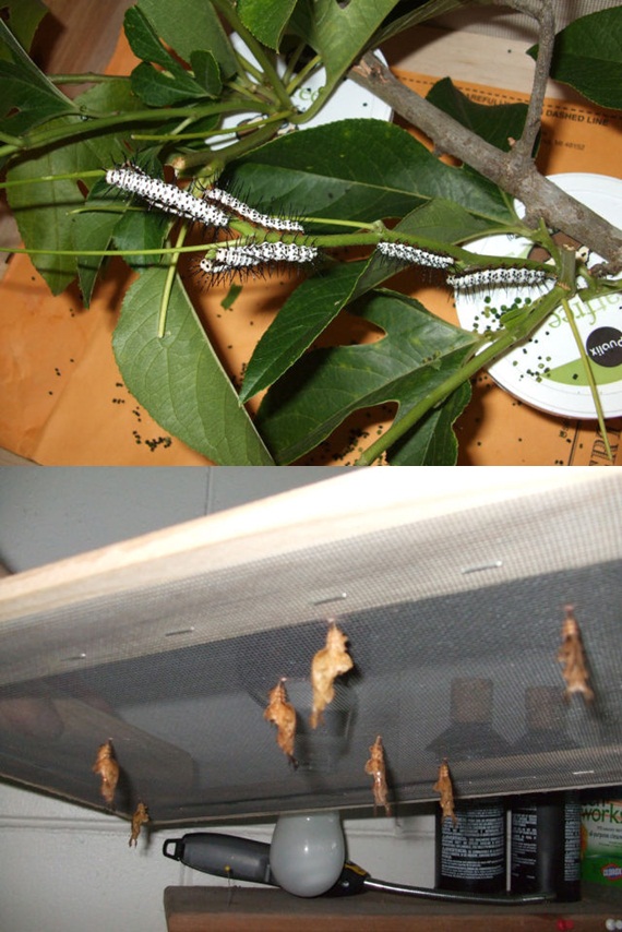 Cara mudah membiakkan rama-rama di rumah (7 gambar) ~ Kopi O