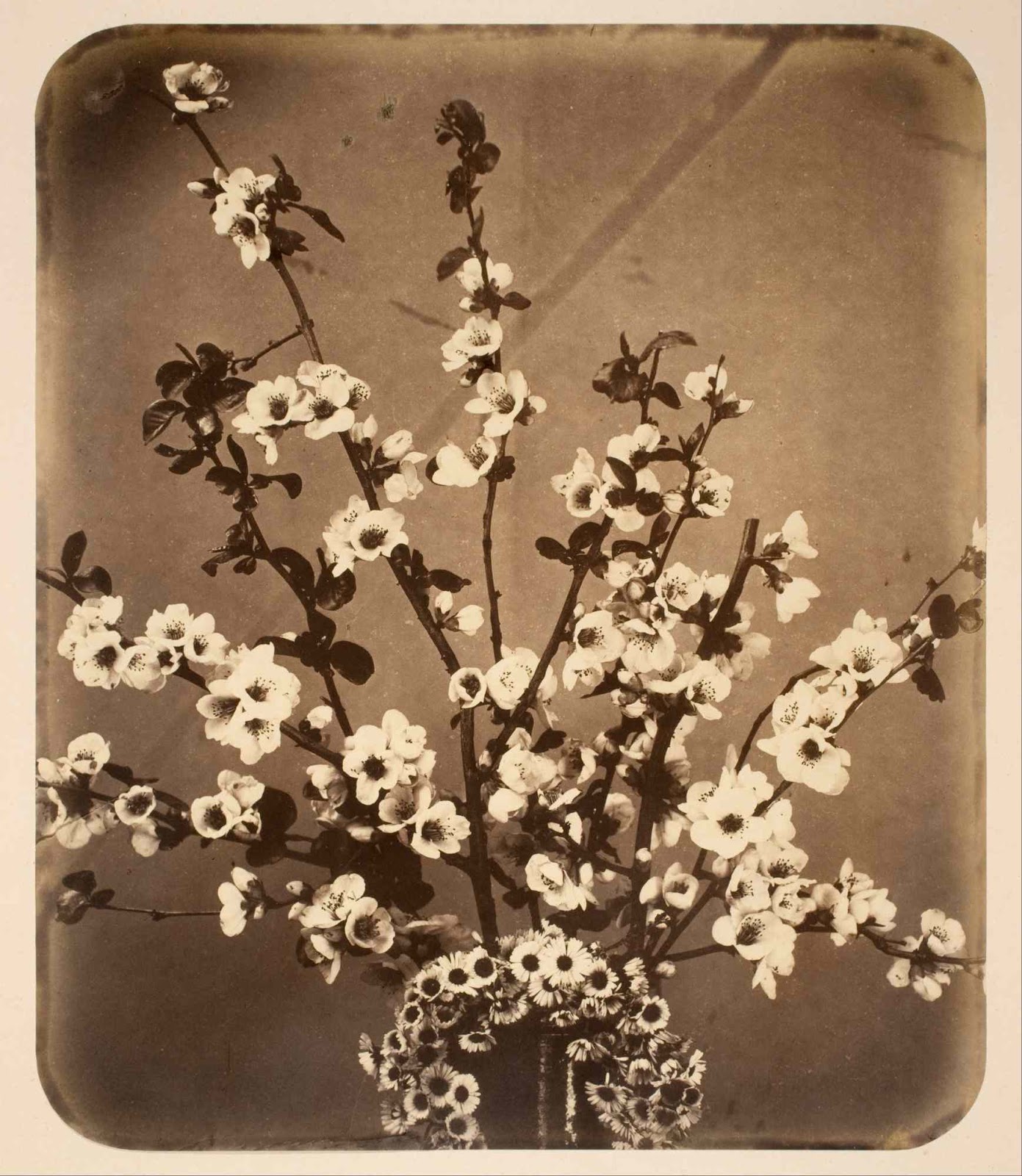 Spencer Alley: Albumen Prints