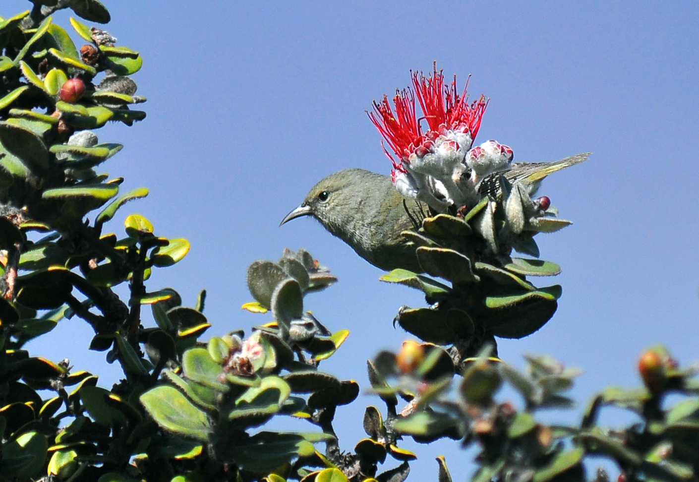 200 Birds: Hawaii's Native Forest Birds