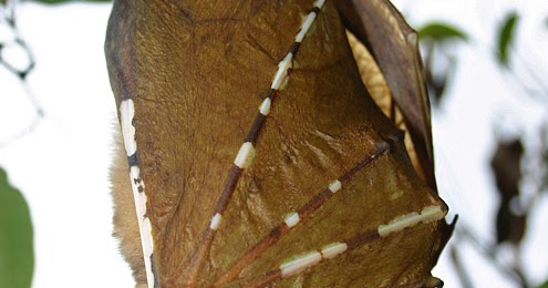 Laberinto en extinción: Murciélago frutero nariz de tubo filipino ...