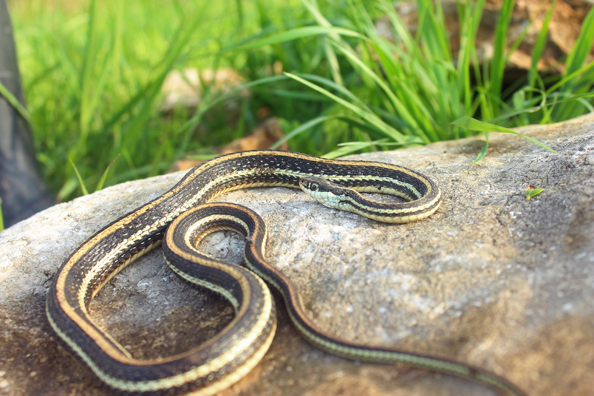 MObugs: Western Ribbon Snake