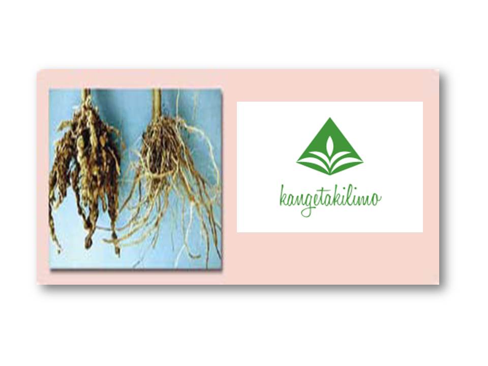 Kangetakilimo: KILIMO BORA CHA BAMIA NA KANGETAKILIMO