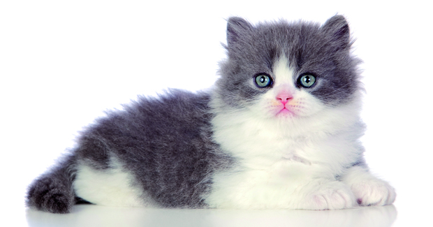 Conoce tu raza...El Angora Turco - Club Mascodín