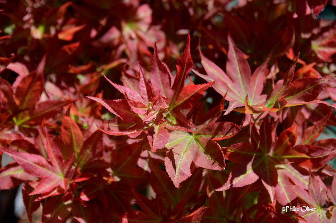 Eastfork Nursery - a garden visit and shopping spree