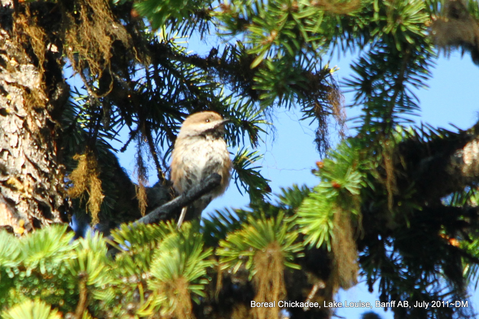 Nerdy for Birdy: Birding Banff National Park
