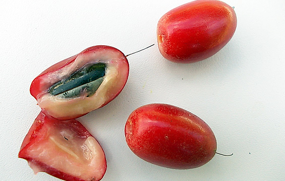 PLANTAS INCRÍVEIS: A FRUTA-DO-MILAGRE ( Synsepalum dulcificum )