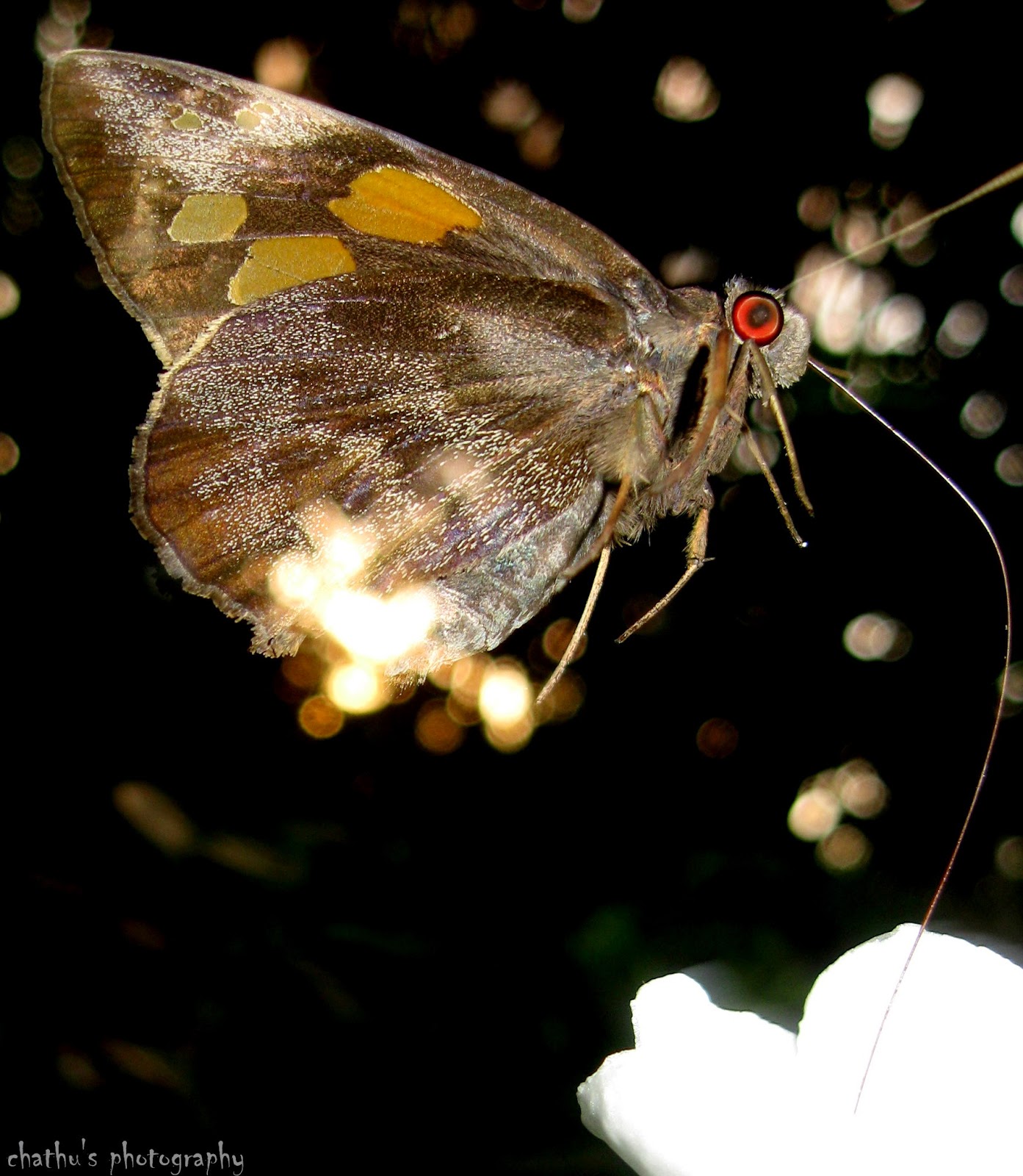 Nature Of Srilanka: Giant Red eye (Gangara thyrsis clothild) - මාර තැසියා