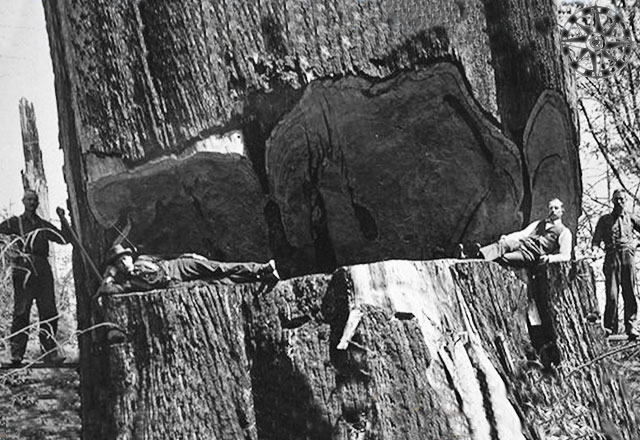 Prometeo, el árbol más viejo del mundo, talado sin sentido ...