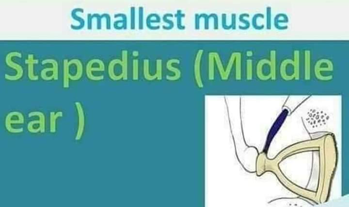 Smallest Muscle | AP Heritage