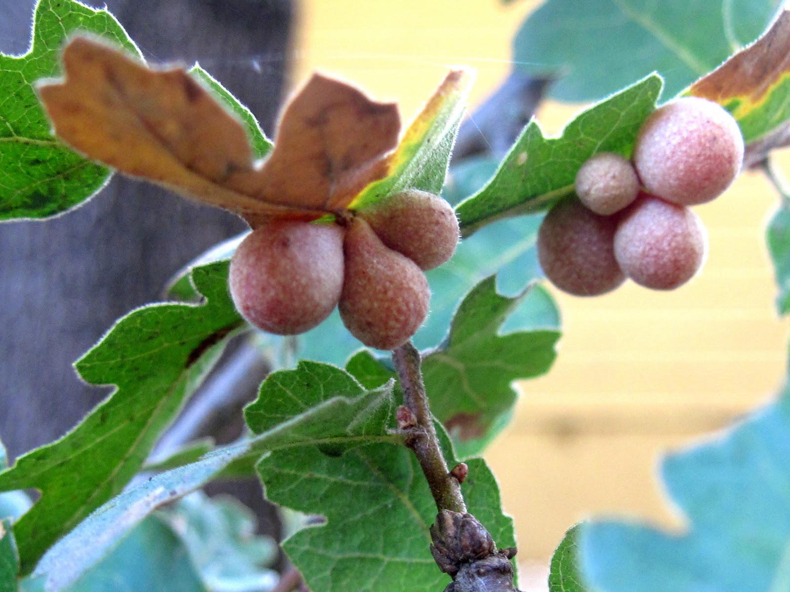 Different Galls this Year?