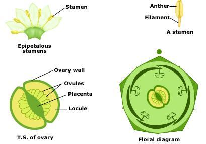 TO MY DEEPAK SIR (SHYAM S VYAS): Lesson 8: Morphology of Flowering Plants