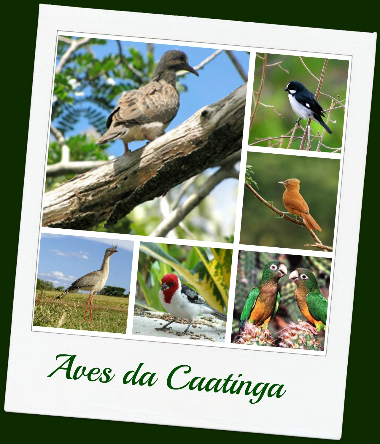 VENTO NORDESTE: A SURPREENDENTE E BELA FAUNA DA CAATINGA