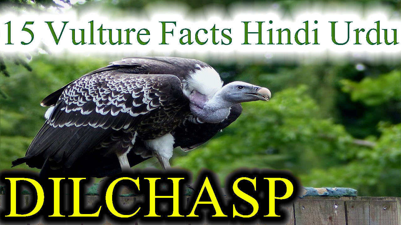 Vulture Information In Urdu Hindi Gidh History Vulture Facts In Hindi ...