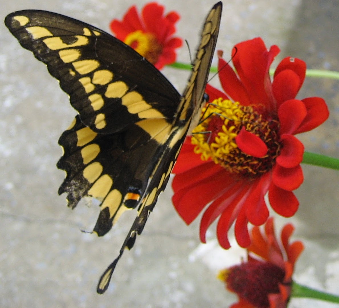 Discovering His Creation: Giant Swallowtail Butterfly (Papilio cresphontes)
