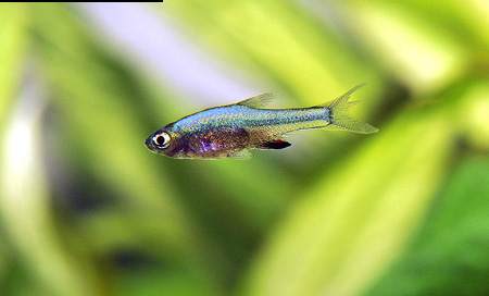 Axelrod Rasbora (Sundadanio axelrodi ) | FISH WORLDs.com